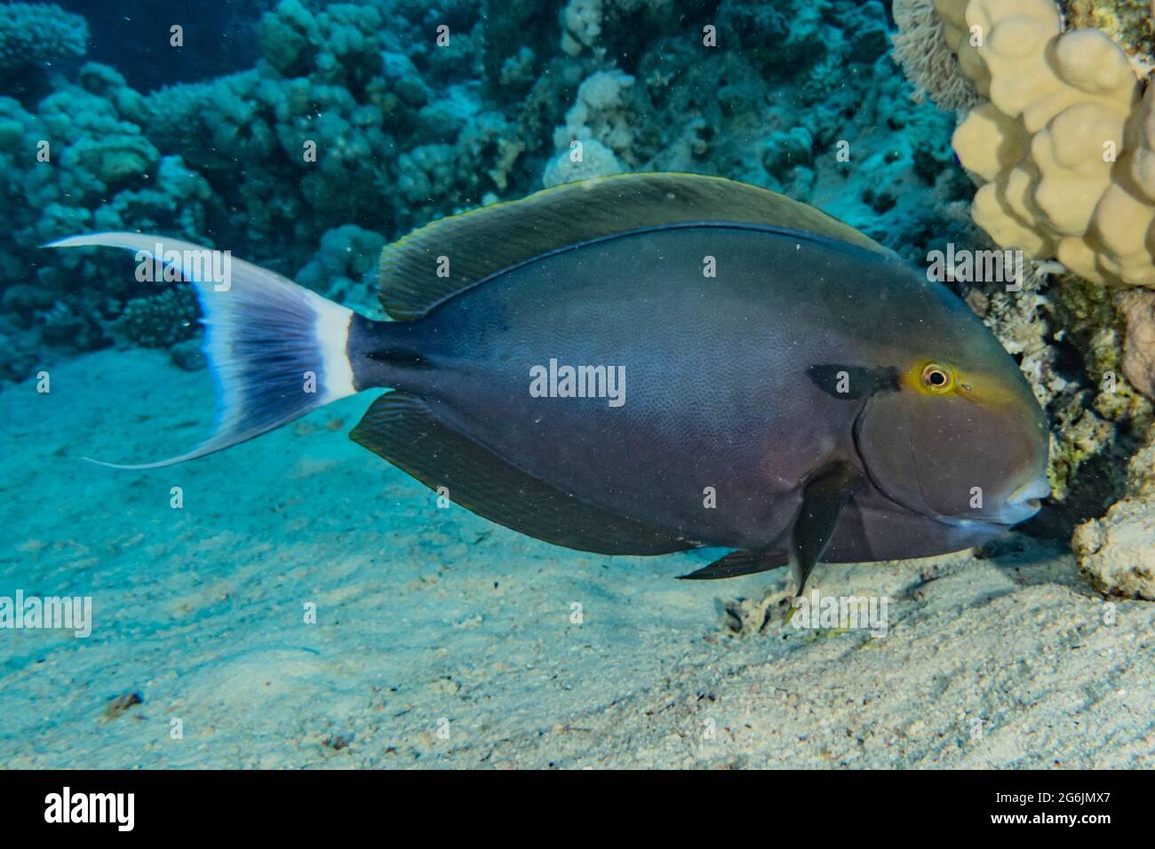 Fish swim in the Red Sea, colorful fish, Eilat Israel Stock Photo - Alamy