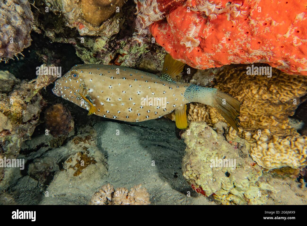 Fish swim in the Red Sea, colorful fish, Eilat Israel Stock Photo - Alamy