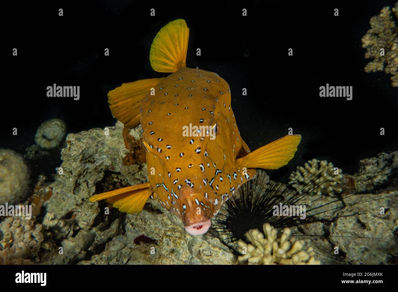 Fish swim in the Red Sea, colorful fish, Eilat Israel Stock Photo - Alamy