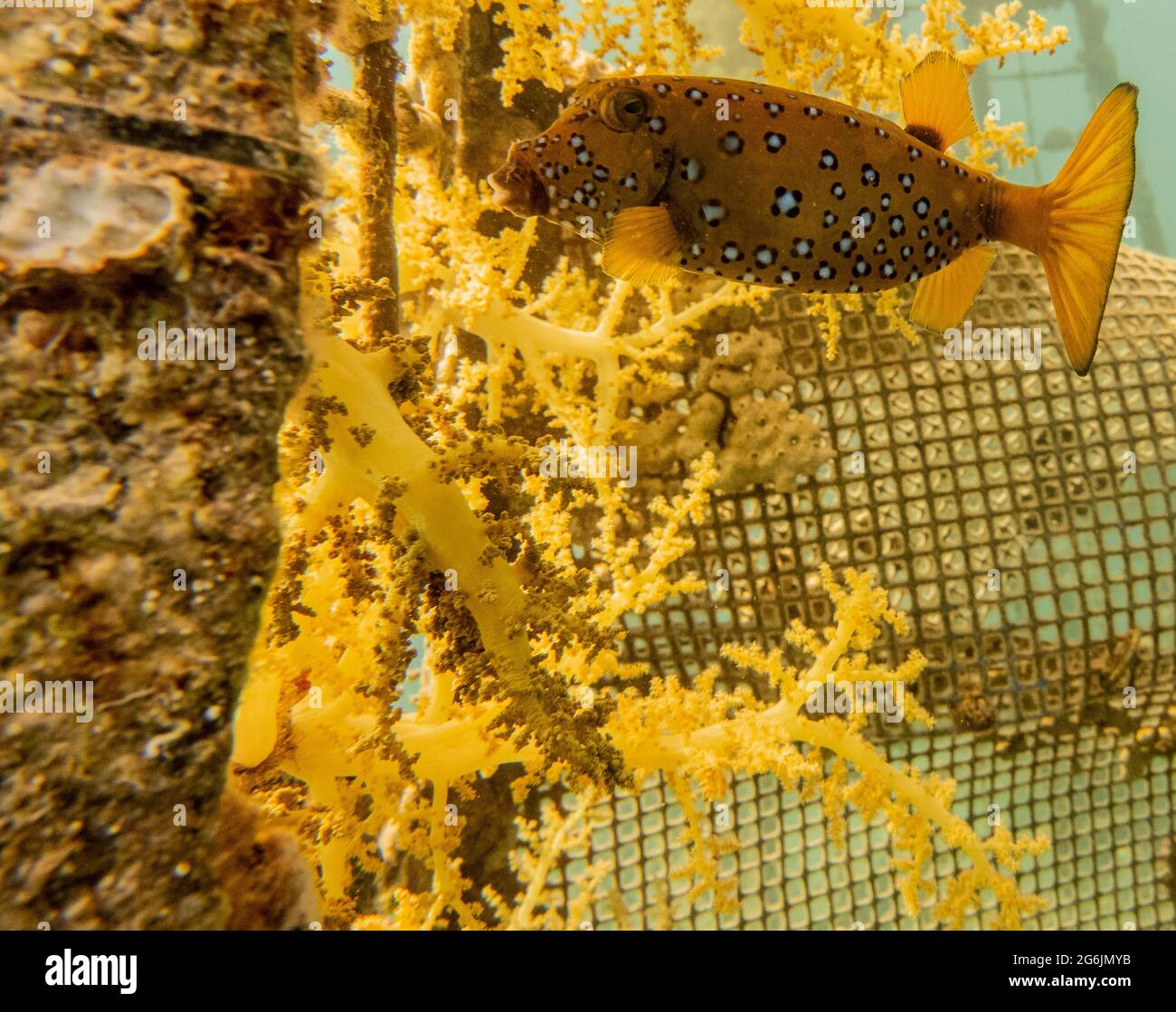 Fish swim in the Red Sea, colorful fish, Eilat Israel Stock Photo - Alamy