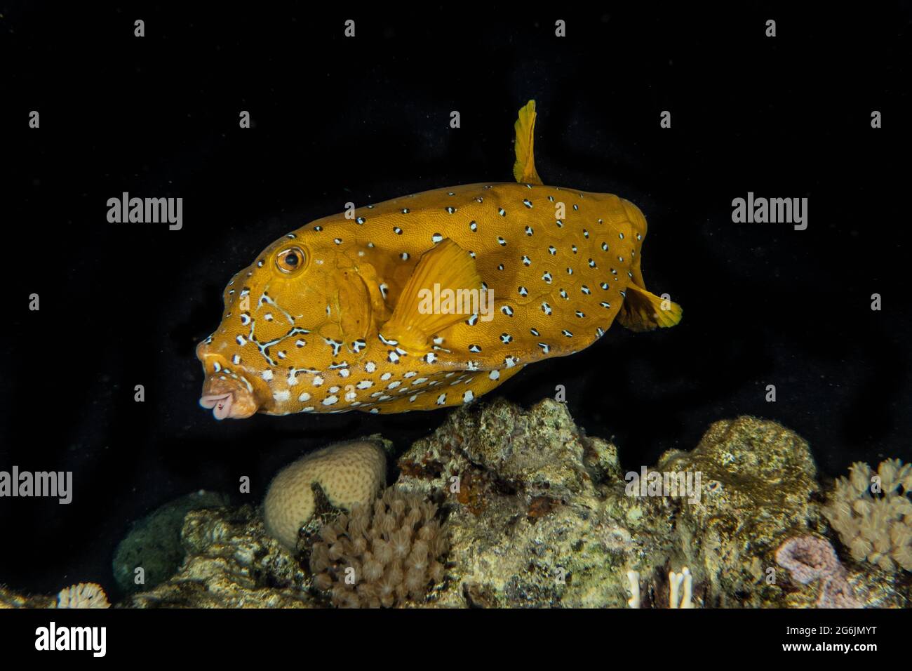 Fish swim in the Red Sea, colorful fish, Eilat Israel Stock Photo - Alamy