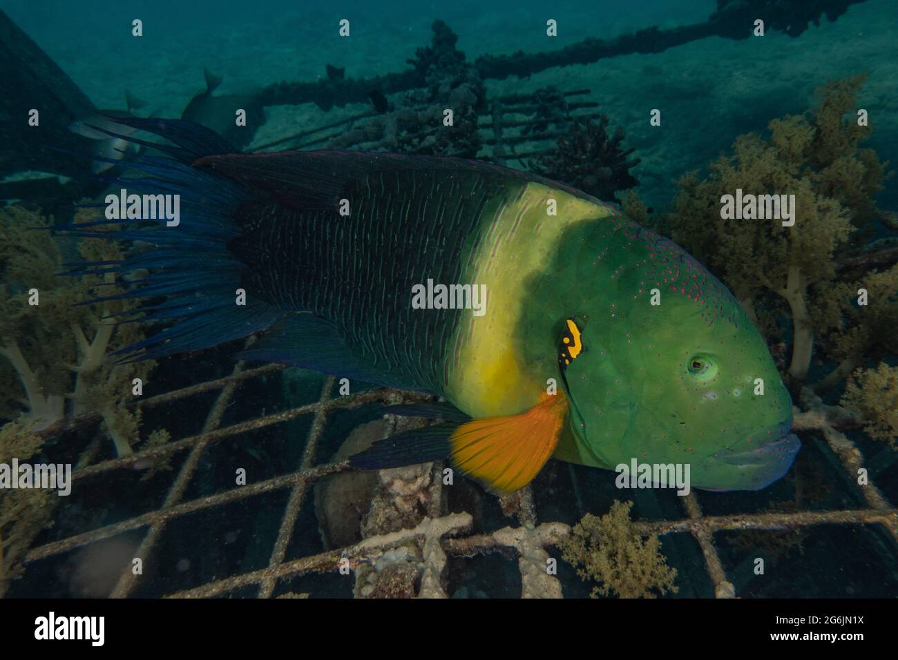 Fish swim in the Red Sea, colorful fish, Eilat Israel Stock Photo - Alamy