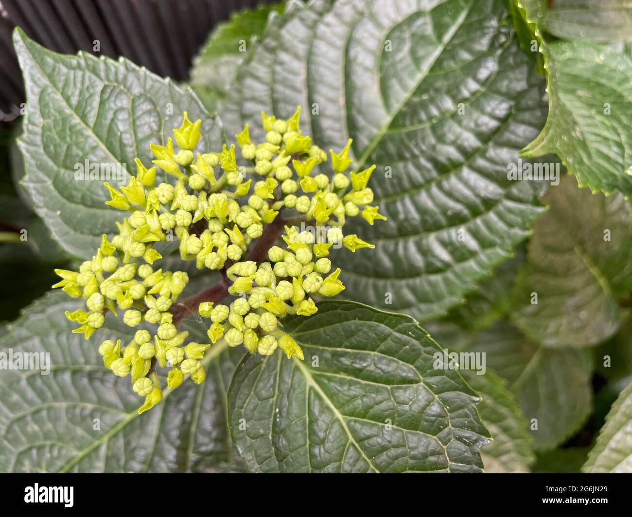 Hydrangea leaf sprout hi-res stock photography and images - Alamy
