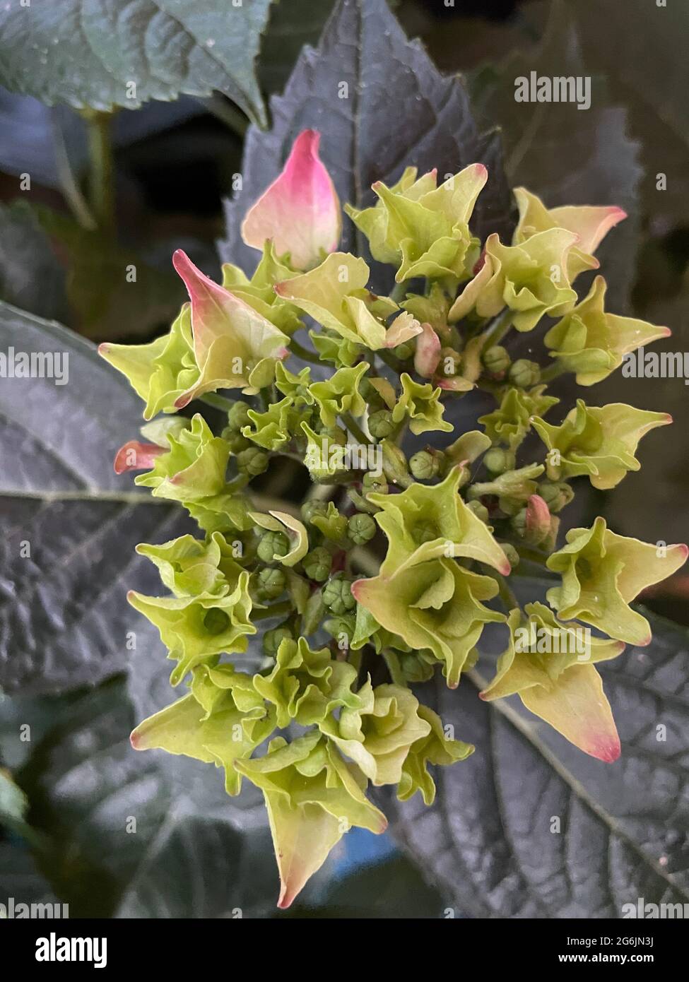 Hydrangea leaf sprout hi-res stock photography and images - Alamy