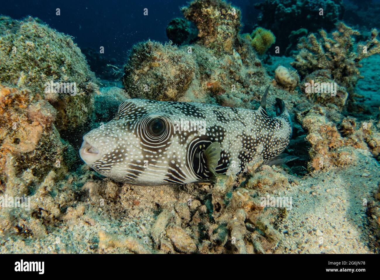 Fish swim in the Red Sea, colorful fish, Eilat Israel Stock Photo - Alamy