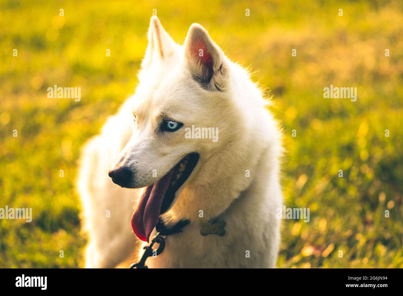 Adorable husky dog golden hi-res stock photography and images - Alamy
