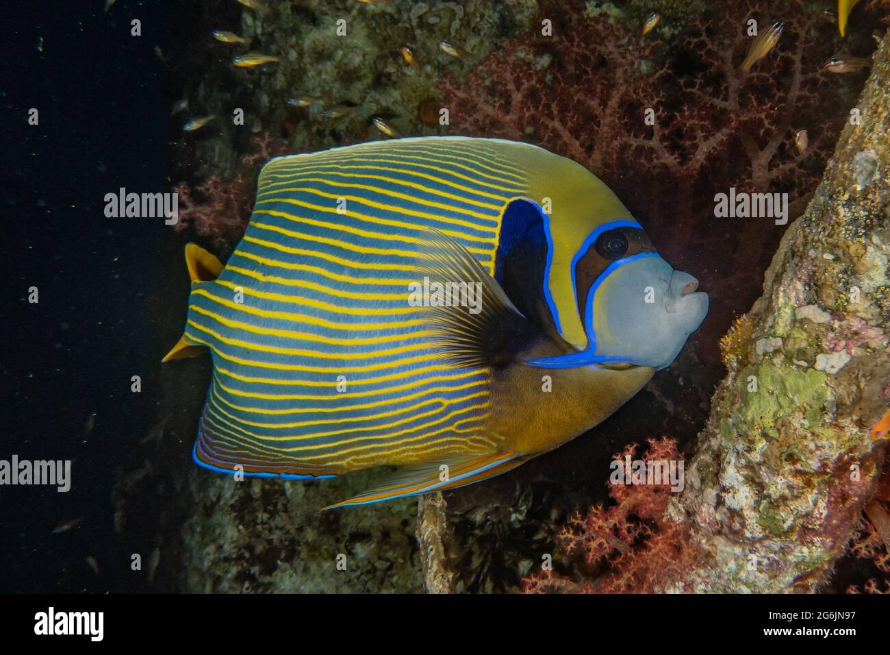 Fish swim in the Red Sea, colorful fish, Eilat Israel Stock Photo - Alamy