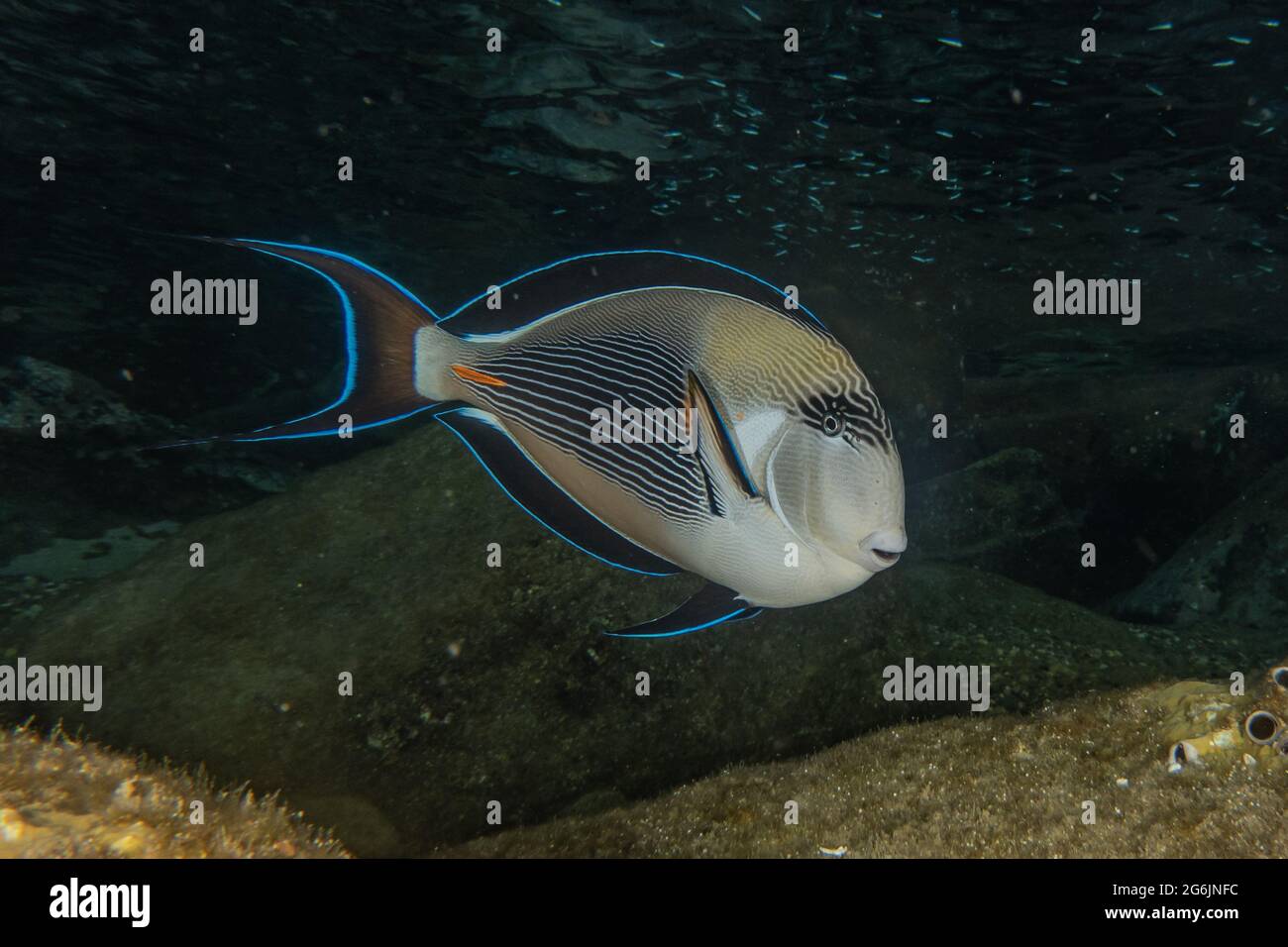 Fish swim in the Red Sea, colorful fish, Eilat Israel Stock Photo - Alamy