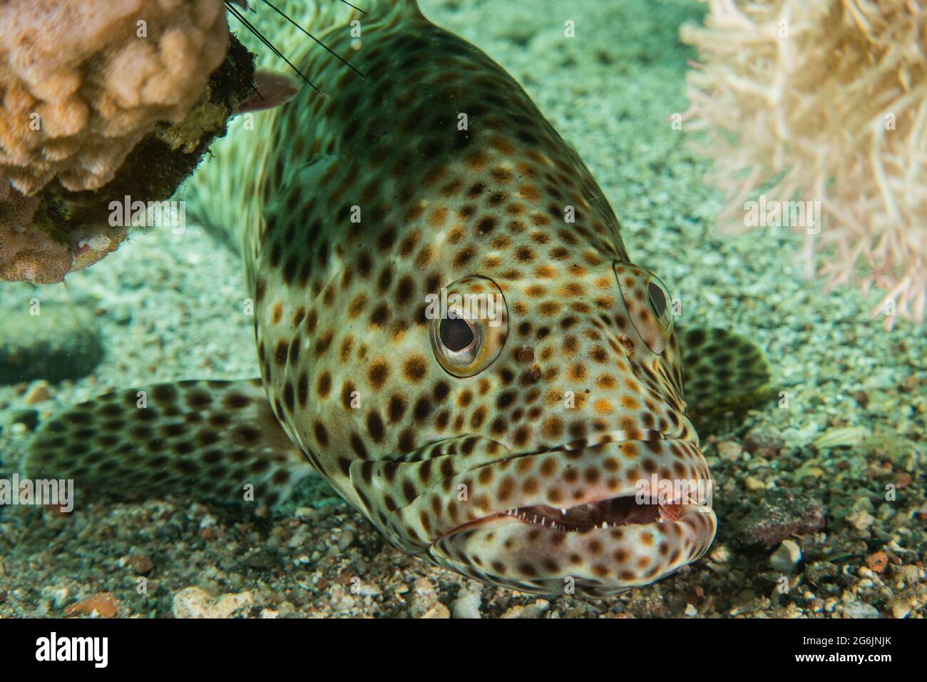 Fish swim in the Red Sea, colorful fish, Eilat Israel Stock Photo - Alamy