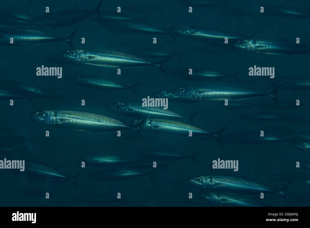 Fish swim in the Red Sea, colorful fish, Eilat Israel Stock Photo - Alamy