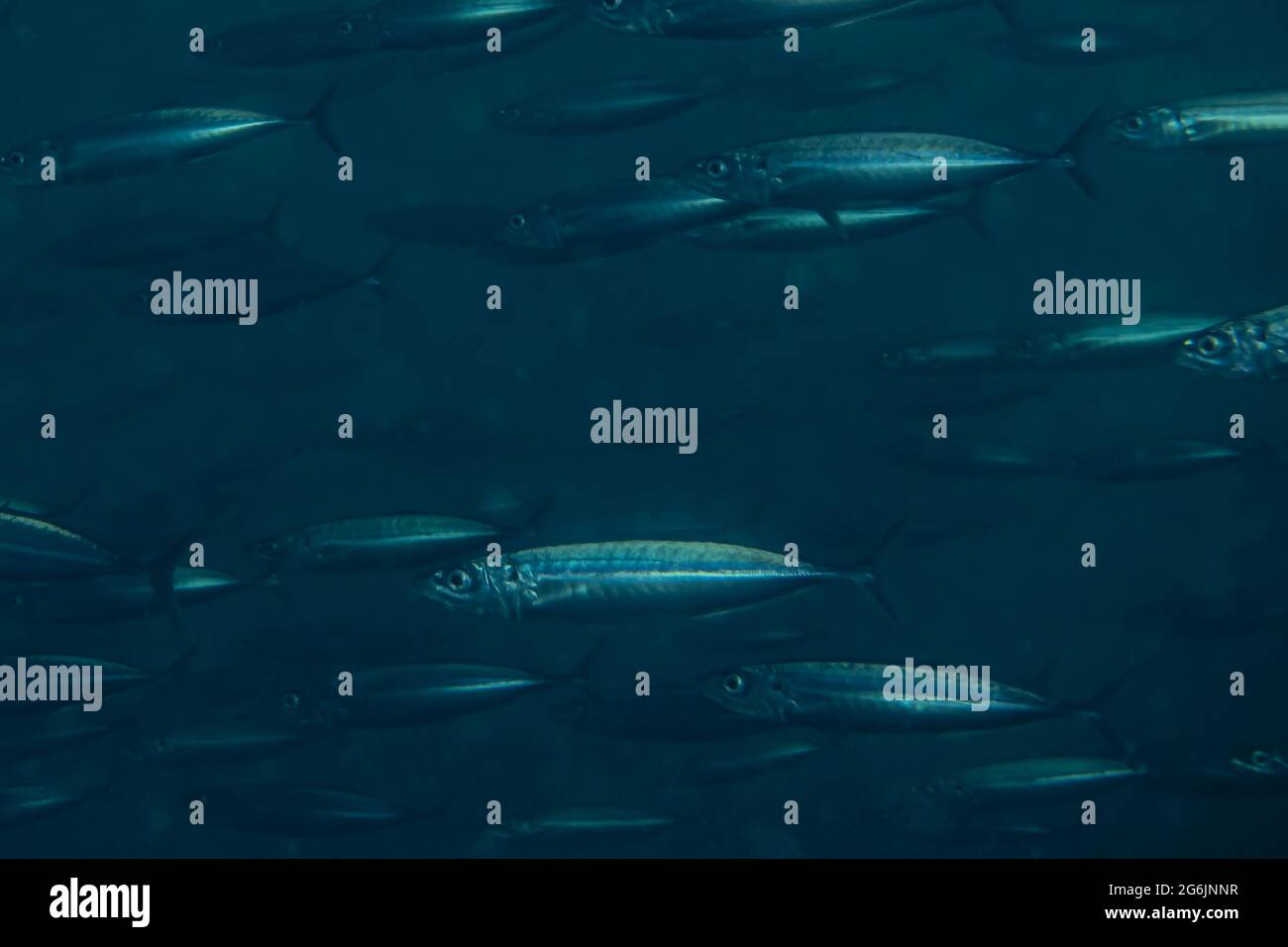 Fish swim in the Red Sea, colorful fish, Eilat Israel Stock Photo - Alamy