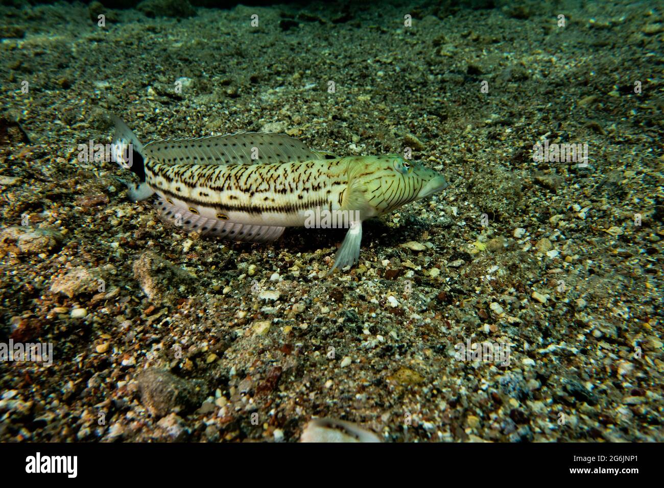 Fish swim in the Red Sea, colorful fish, Eilat Israel Stock Photo - Alamy