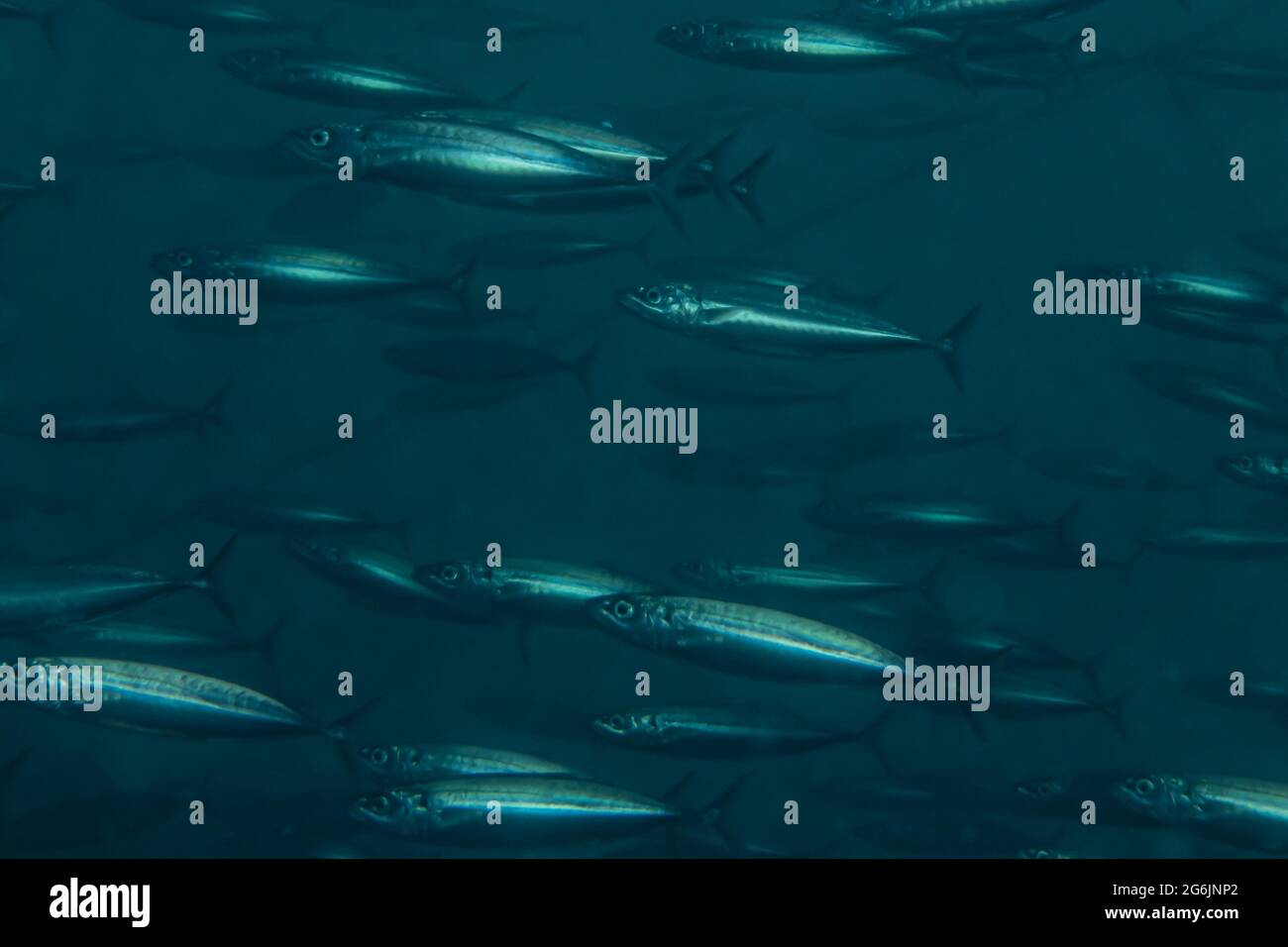 Fish swim in the Red Sea, colorful fish, Eilat Israel Stock Photo - Alamy