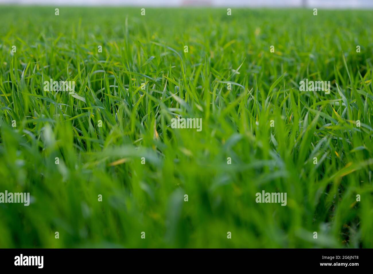 Young wheat plants growing on the soil, Amazingly beautiful endless ...