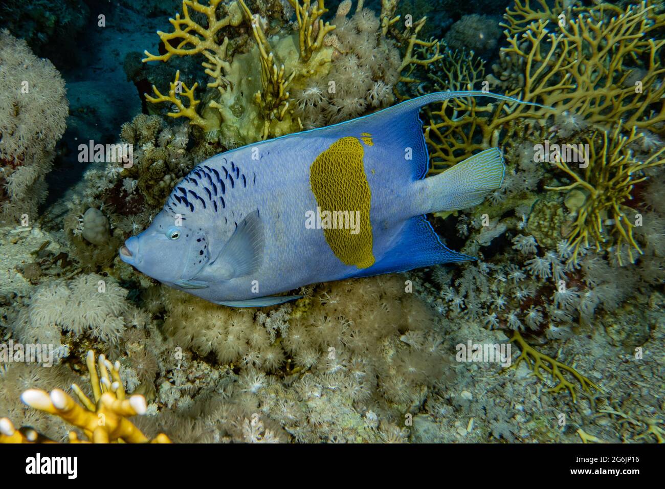 Fish swim in the Red Sea, colorful fish, Eilat Israel Stock Photo - Alamy