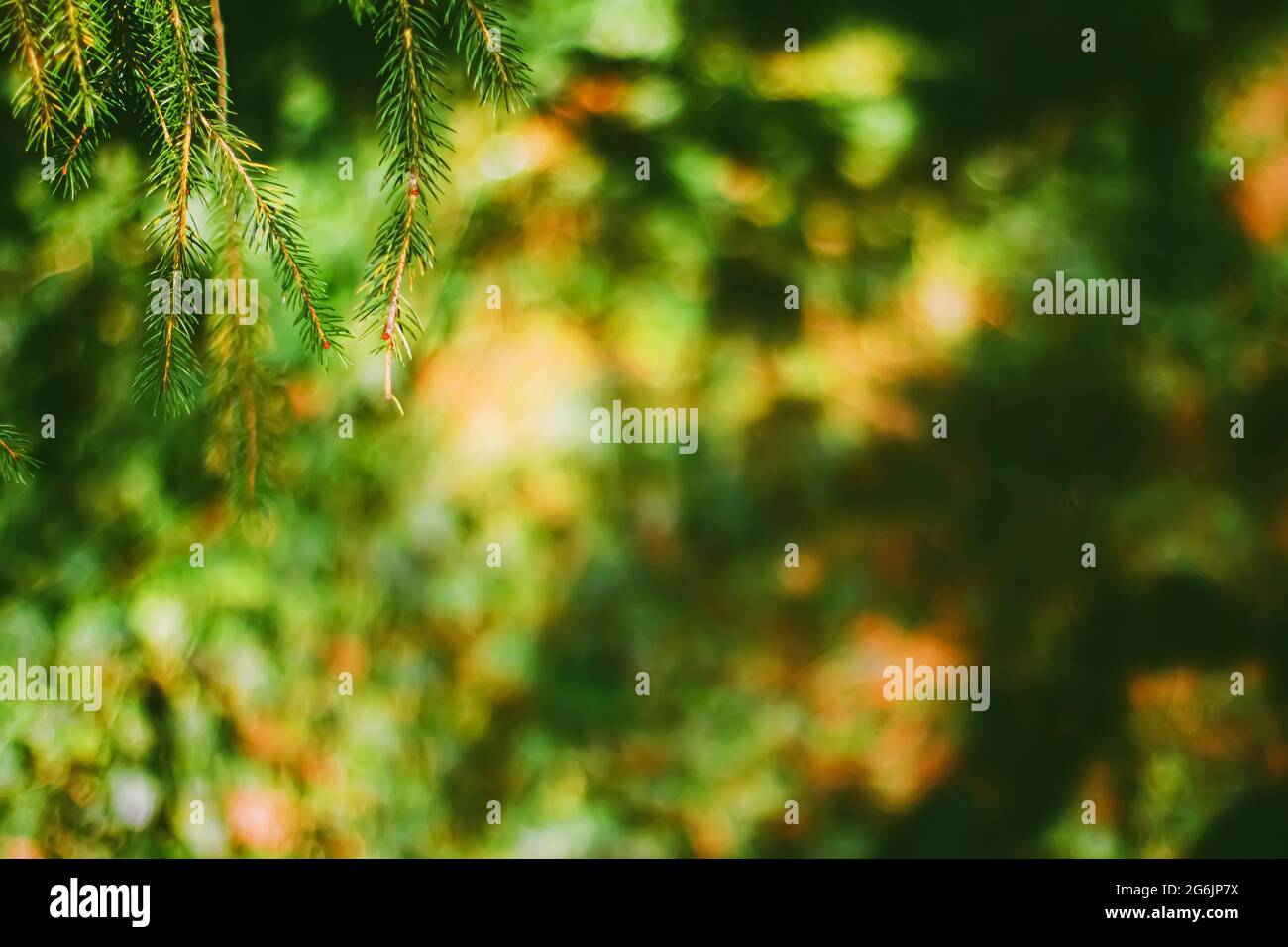 Spruce tree branches as abstract nature background and natural ...