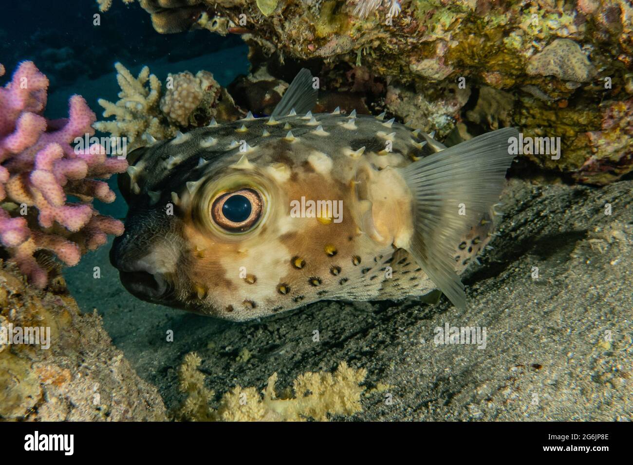 Fish swim in the Red Sea, colorful fish, Eilat Israel Stock Photo - Alamy