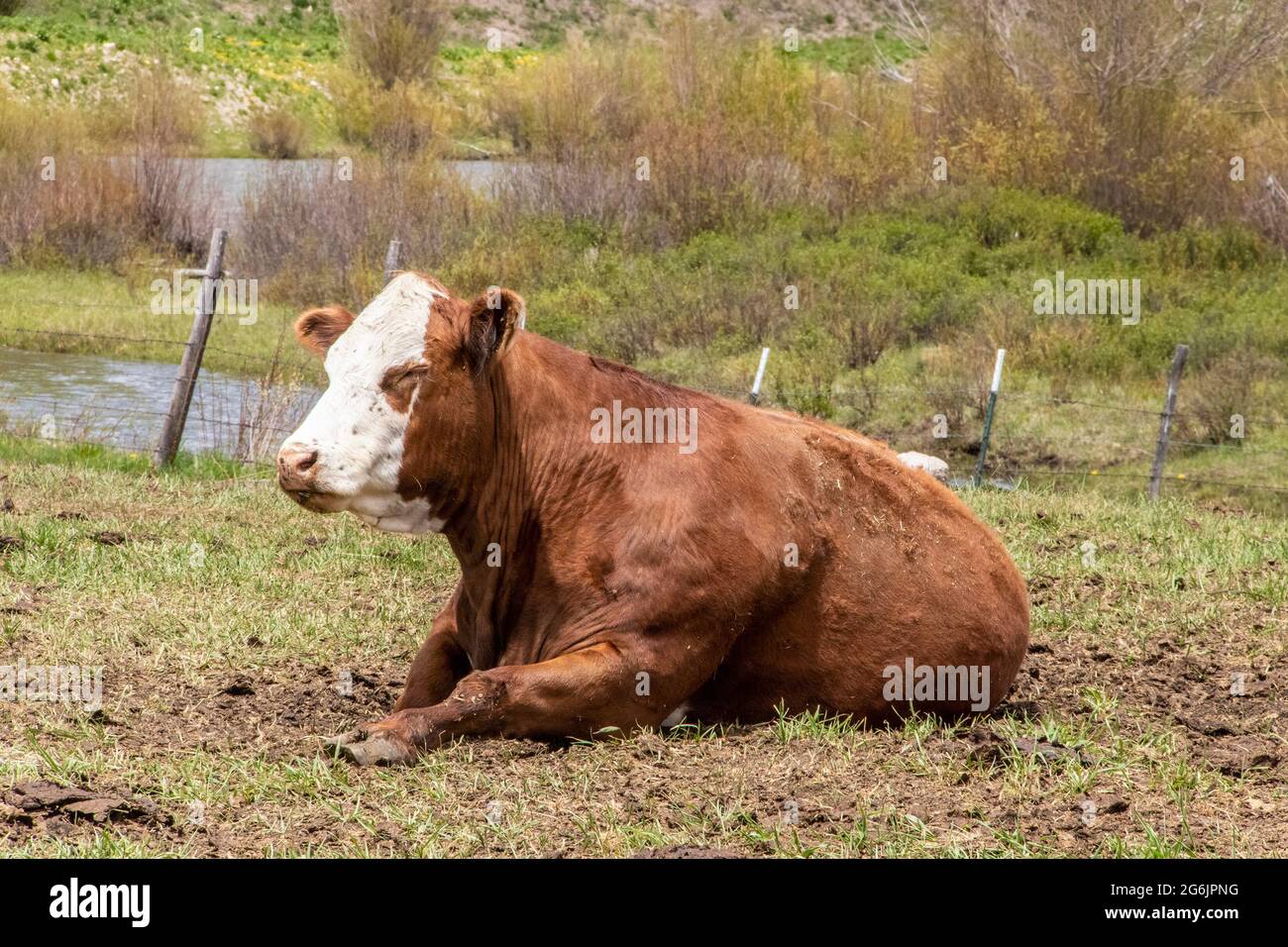 Fat red white faced herford cow lying in sunny spot in field with fence ...