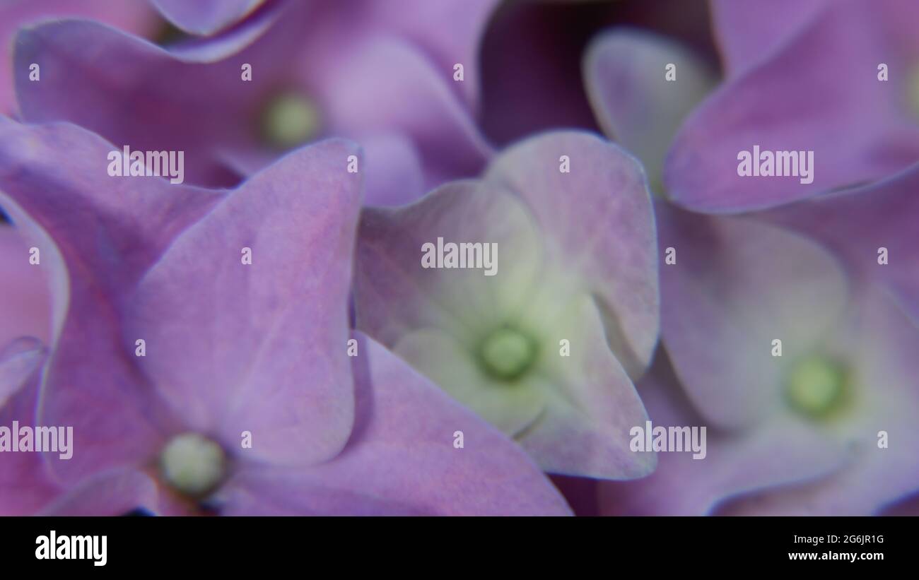 Hydrangea leaf sprout hi-res stock photography and images - Alamy