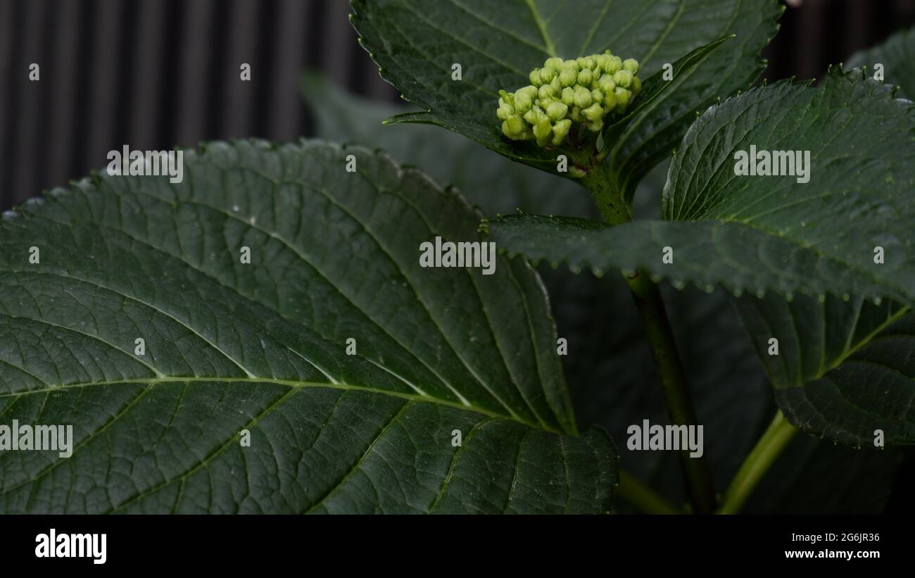 Hydrangea leaf sprout hi-res stock photography and images - Alamy