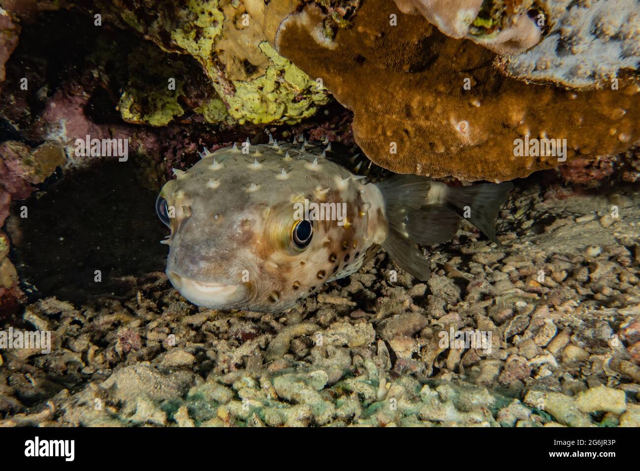 Fish swim in the Red Sea, colorful fish, Eilat Israel Stock Photo - Alamy