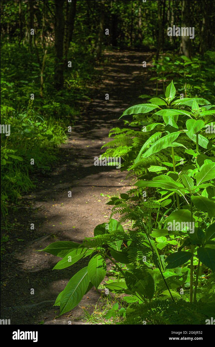 Woodland scenes with trees and greenery Stock Photo - Alamy