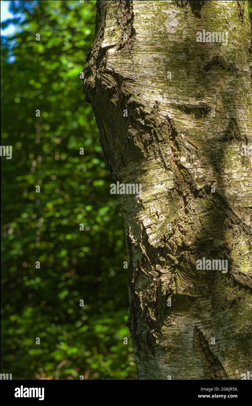 Woodland scenes with trees and greenery Stock Photo - Alamy