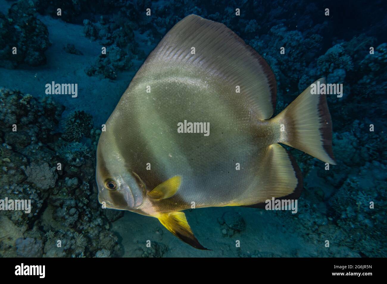 Fish swim in the Red Sea, colorful fish, Eilat Israel Stock Photo - Alamy