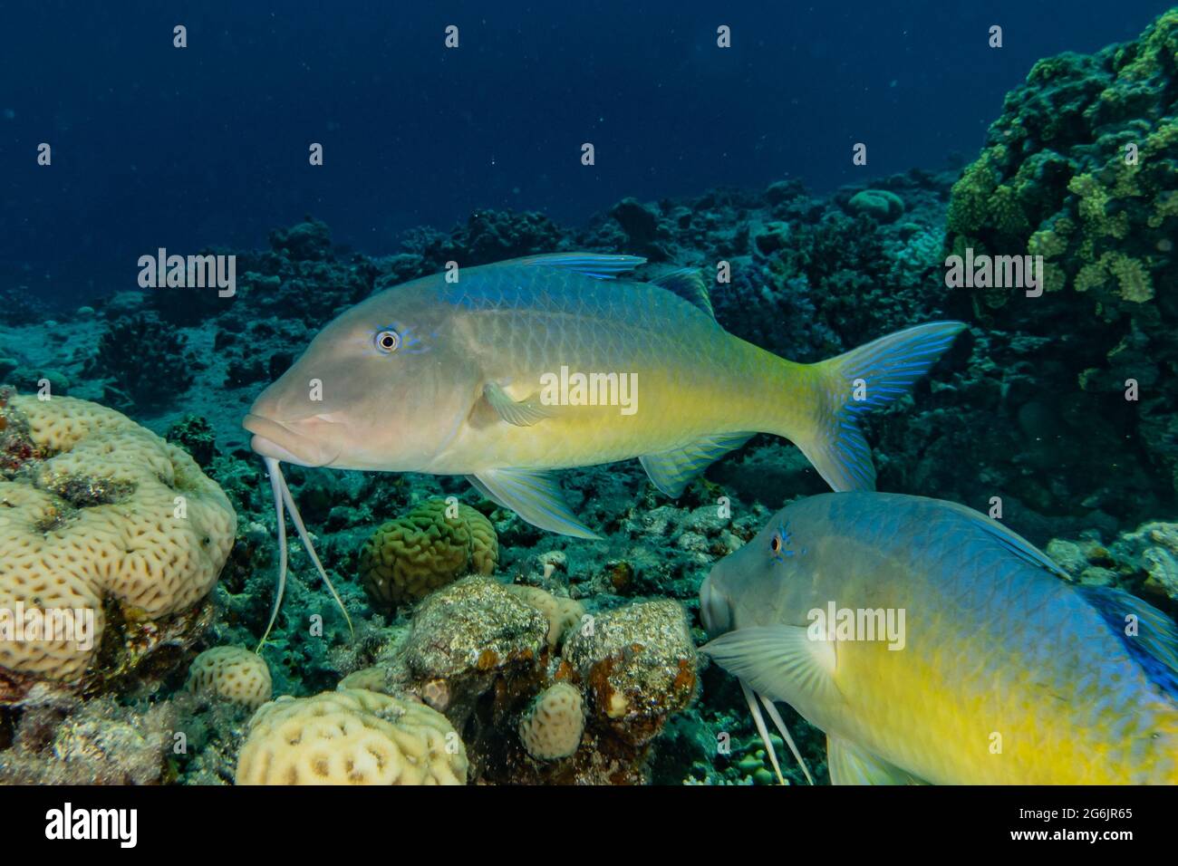 Fish swim in the Red Sea, colorful fish, Eilat Israel Stock Photo - Alamy