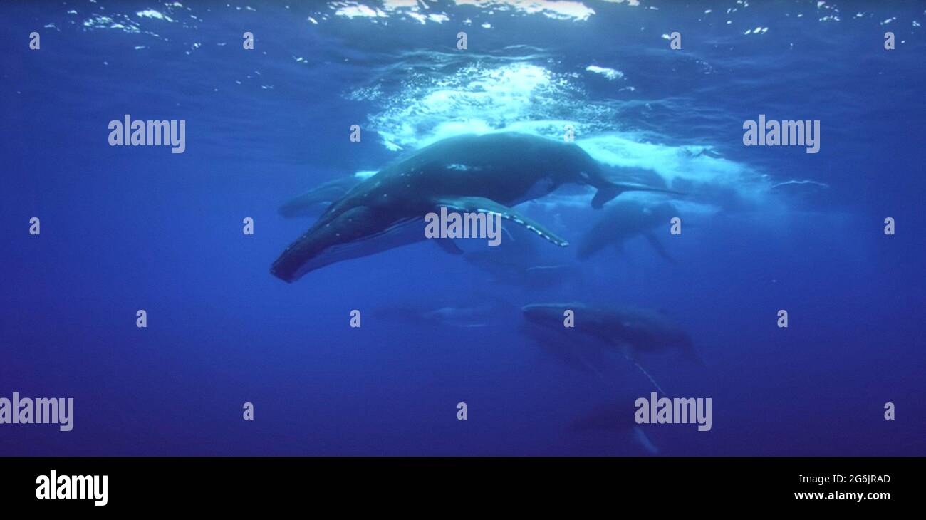 THE LONELIEST WHALE: THE SEARCH FOR 52, a humpback whale, 2021 ...