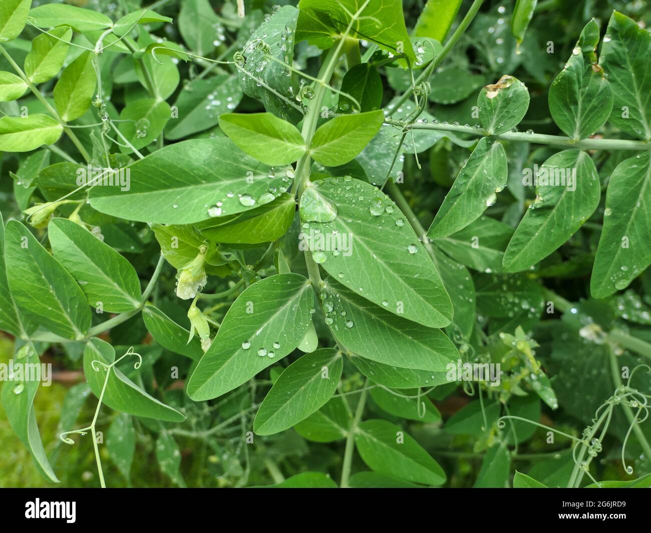 Pea ambassador hi-res stock photography and images - Alamy