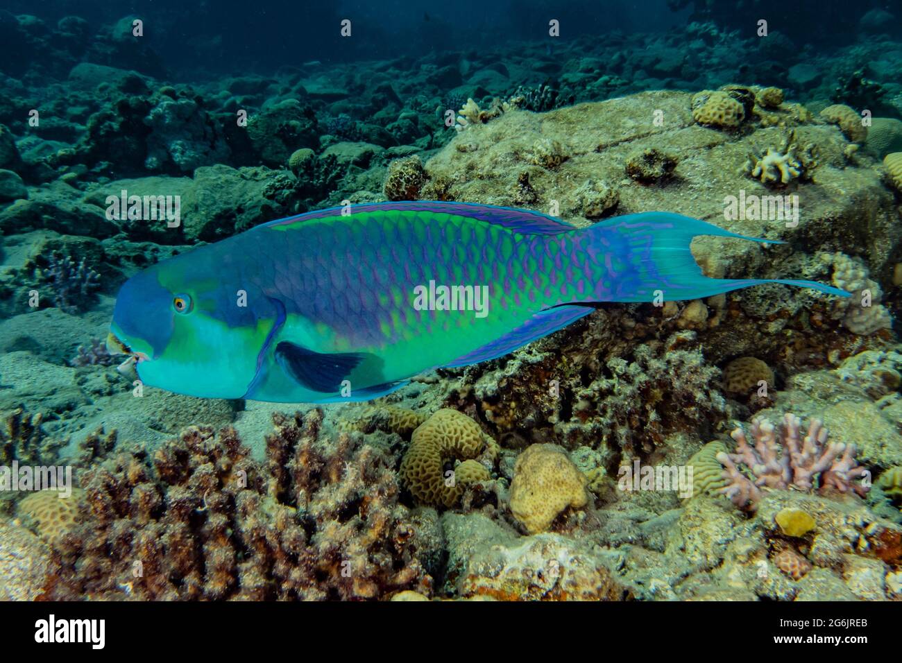 Fish swim in the Red Sea, colorful fish, Eilat Israel Stock Photo - Alamy