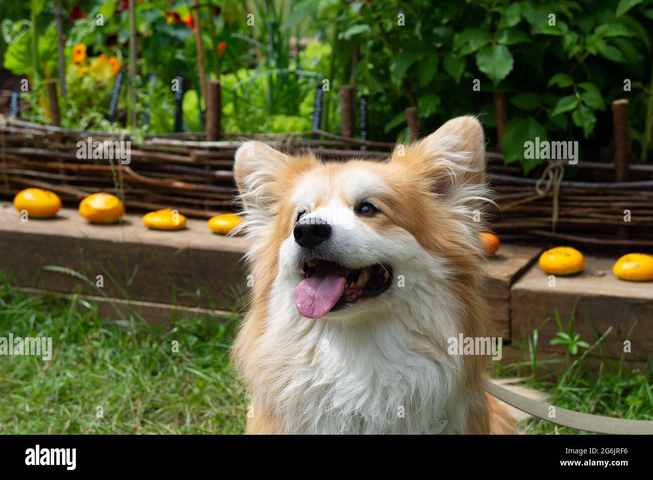 Marcel le corgi hi-res stock photography and images - Alamy