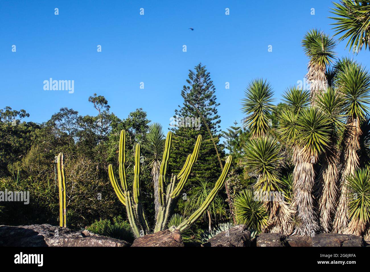 Joshua trees and cacti and other semi-tropical plants in botanical ...