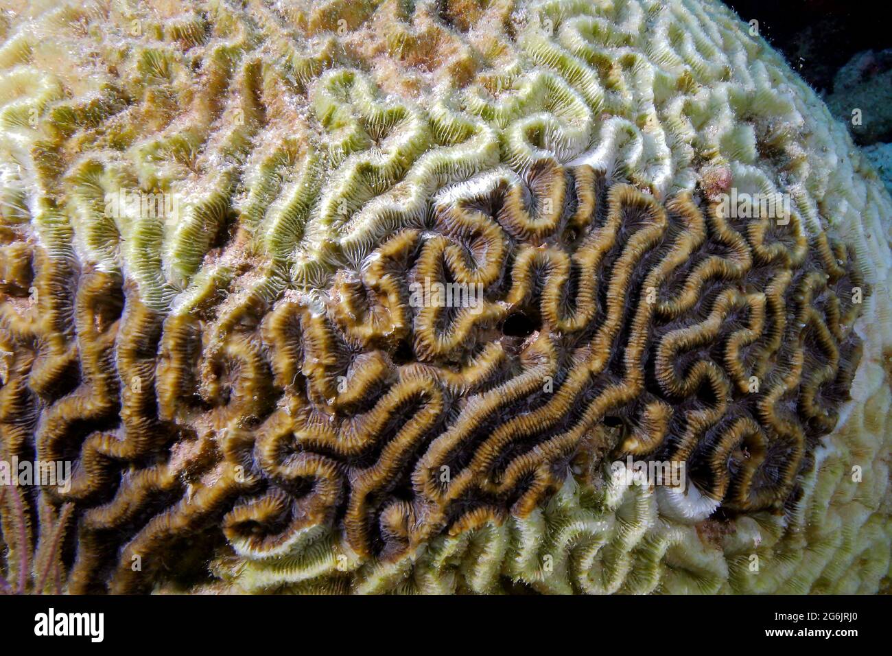Coral bleaching, Brain coral Stock Photo - Alamy