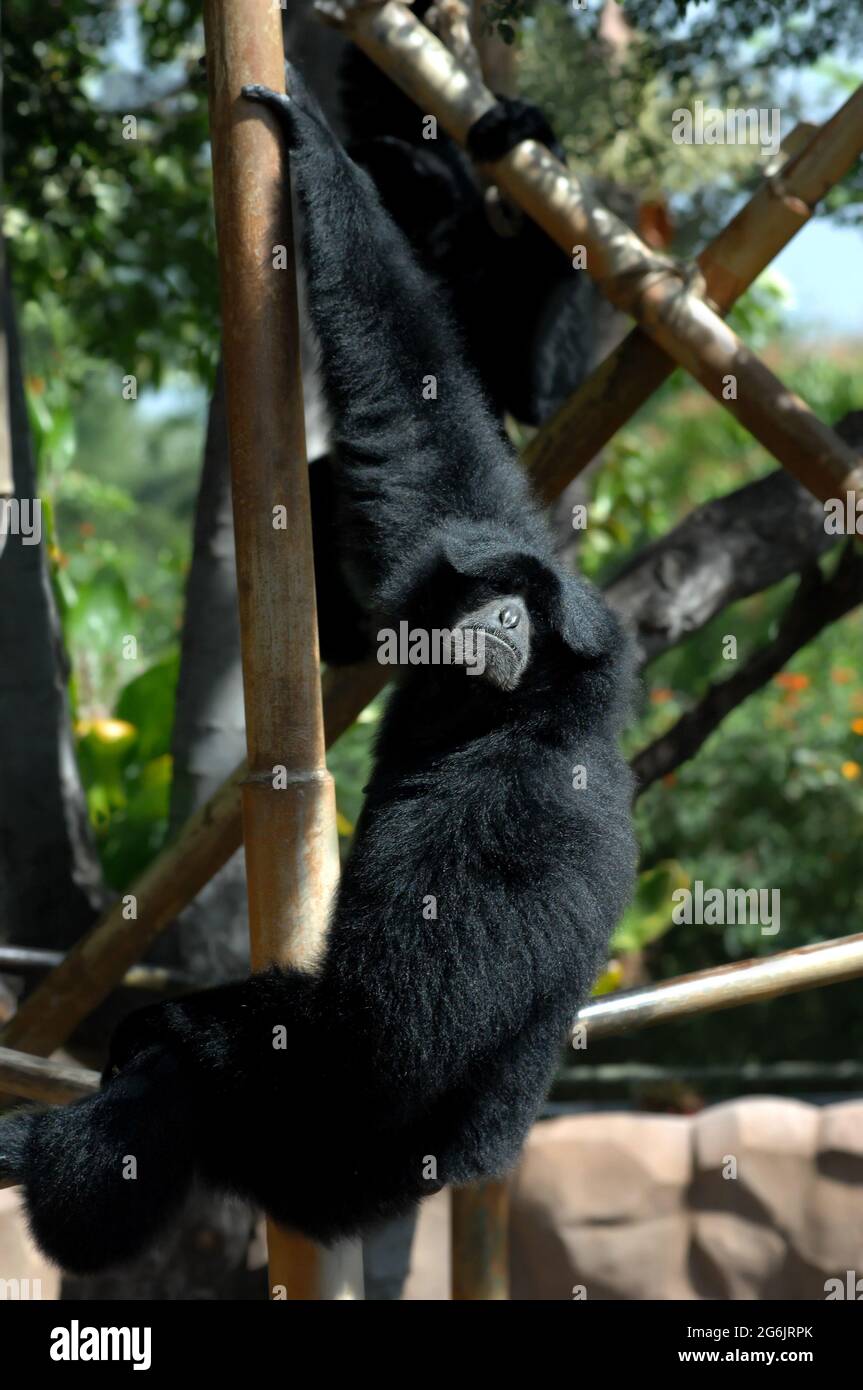 Howler Monkey gives an aggressive glare as he hangs with one hand in ...