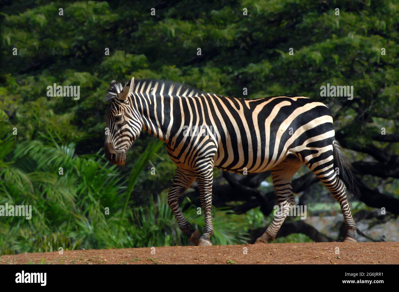 Monkey pod tree hi-res stock photography and images - Alamy