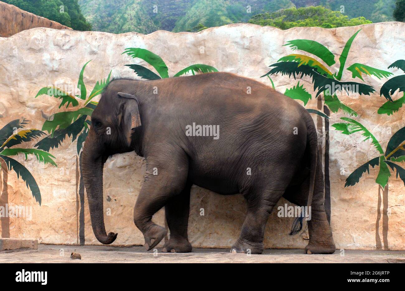 At Honolulu Zoo, elephant walks besides a zoo wall that is painted with ...