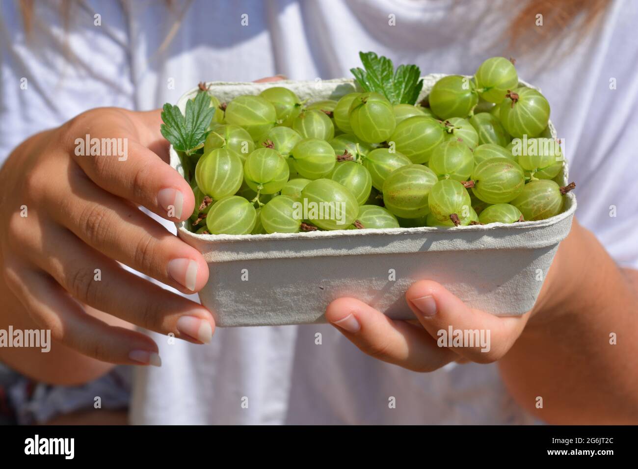Biodegradable punnet hi-res stock photography and images - Alamy