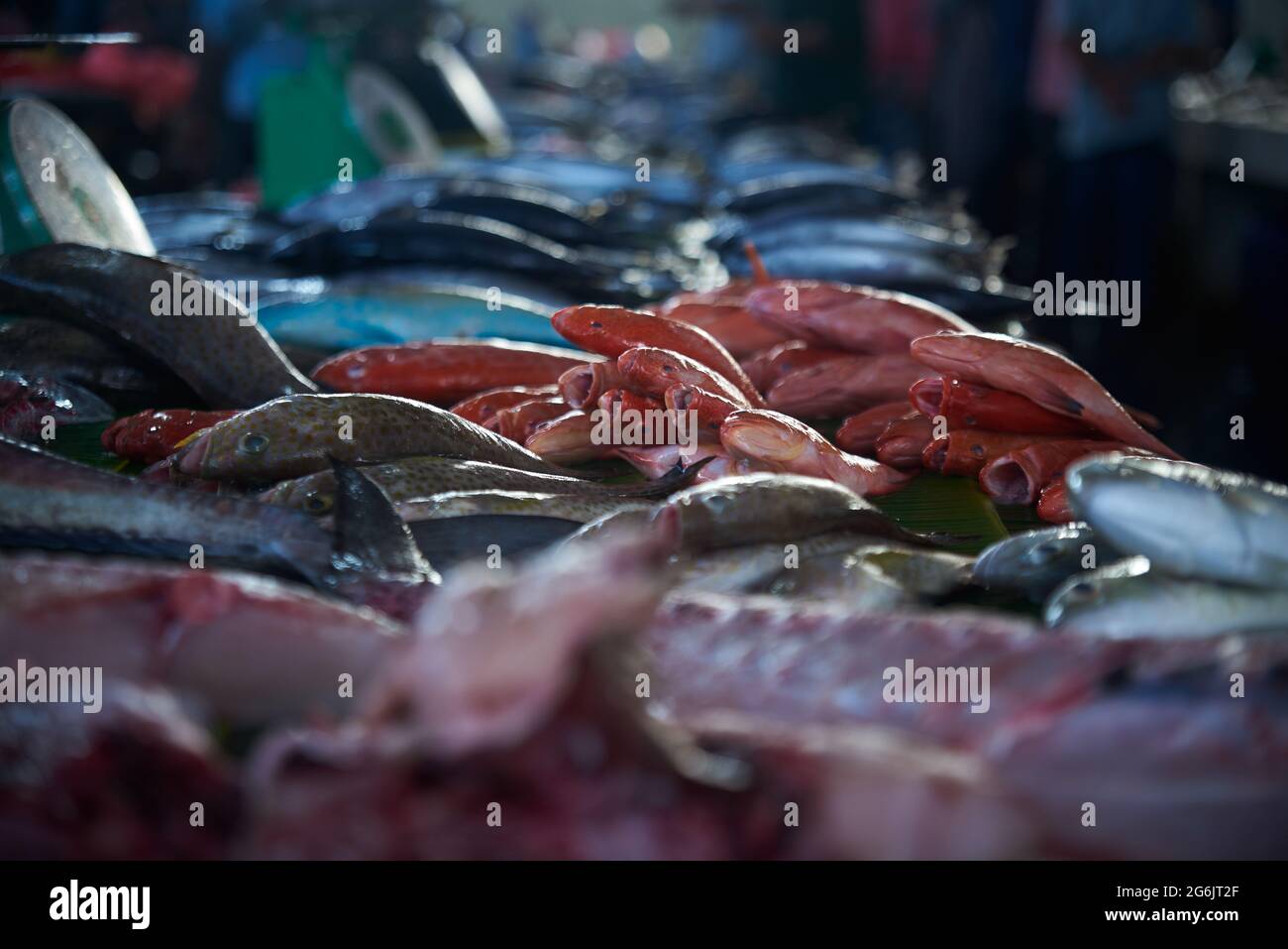 fresh fish for sale at Traditional seafood market stall Stock Photo - Alamy