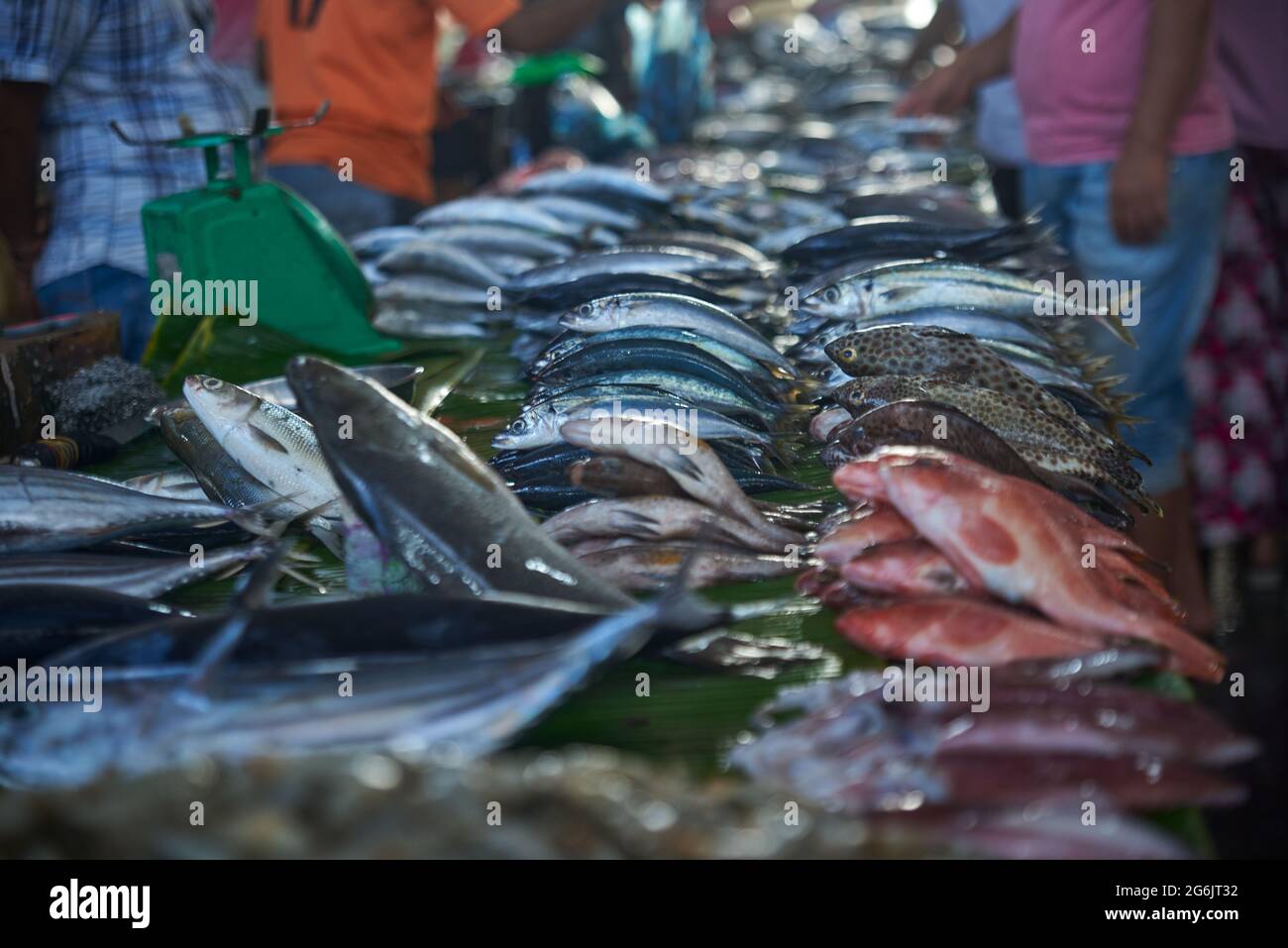 fresh fish for sale at Traditional seafood market stall Stock Photo - Alamy