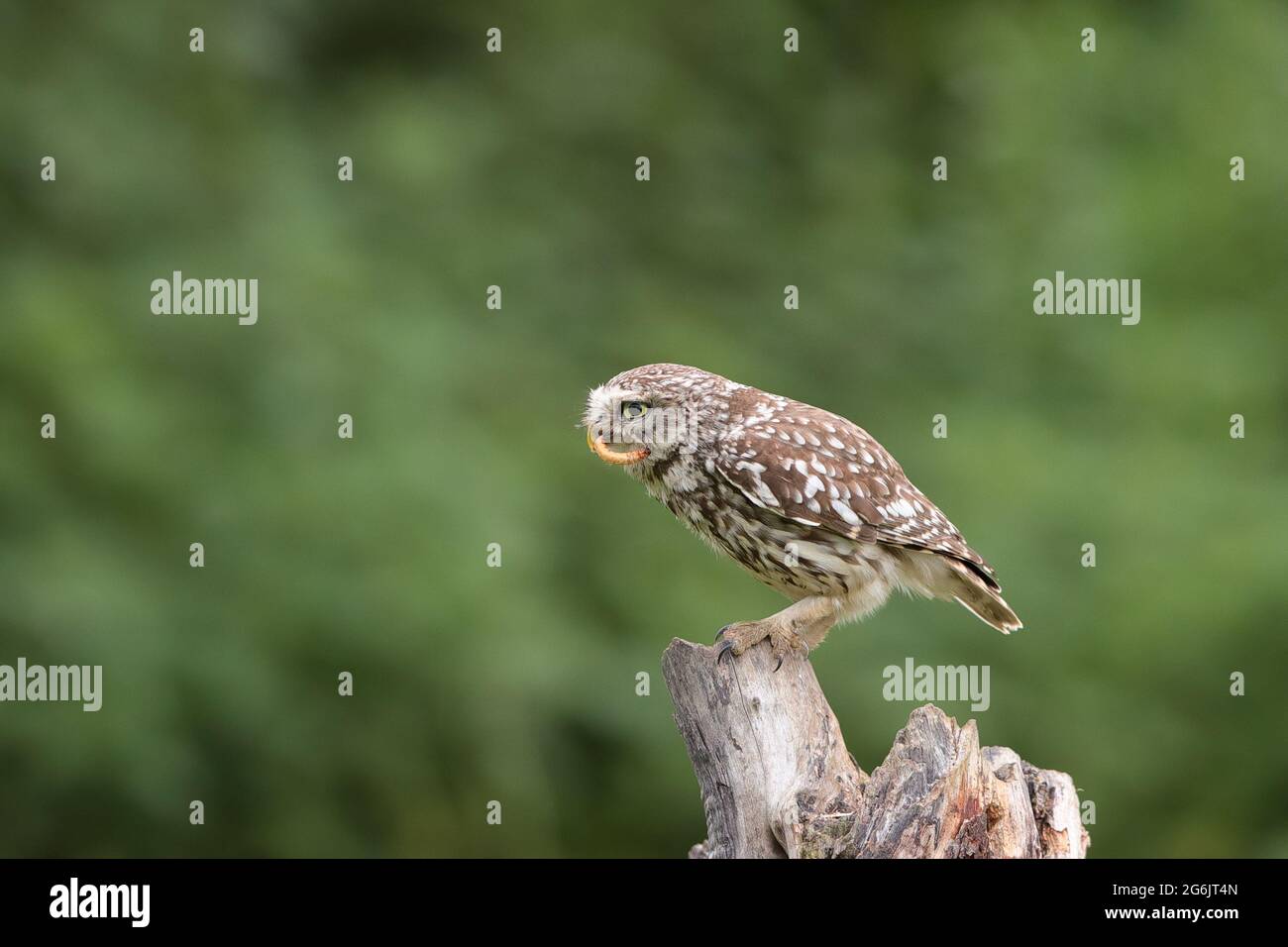 The little owl, also known as the owl of Athena or owl of Minerva, is a ...