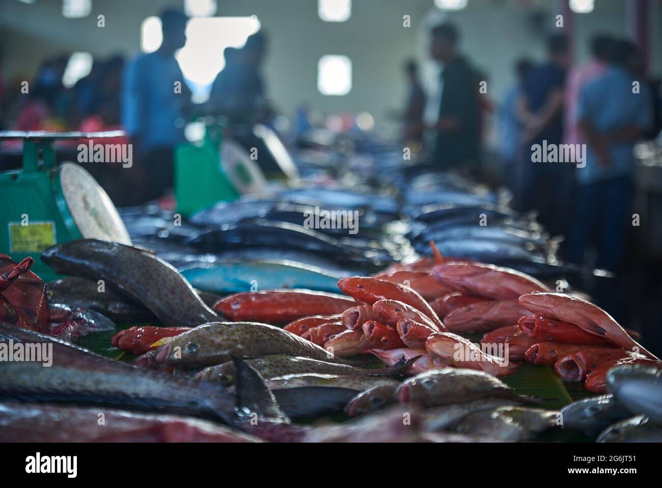 fresh fish for sale at Traditional seafood market stall Stock Photo - Alamy
