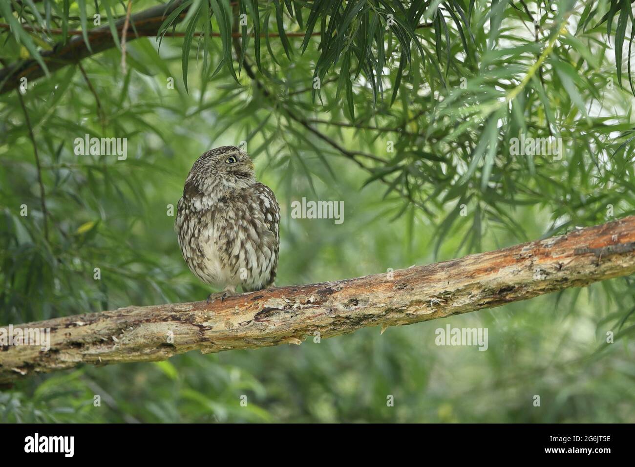 The little owl, also known as the owl of Athena or owl of Minerva, is a ...