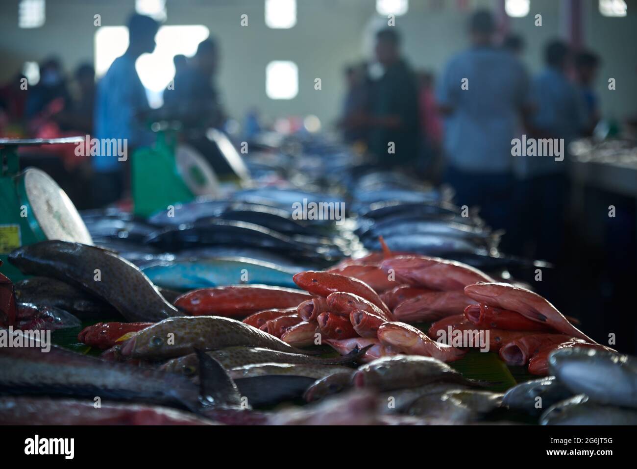 fresh fish for sale at Traditional seafood market stall Stock Photo - Alamy