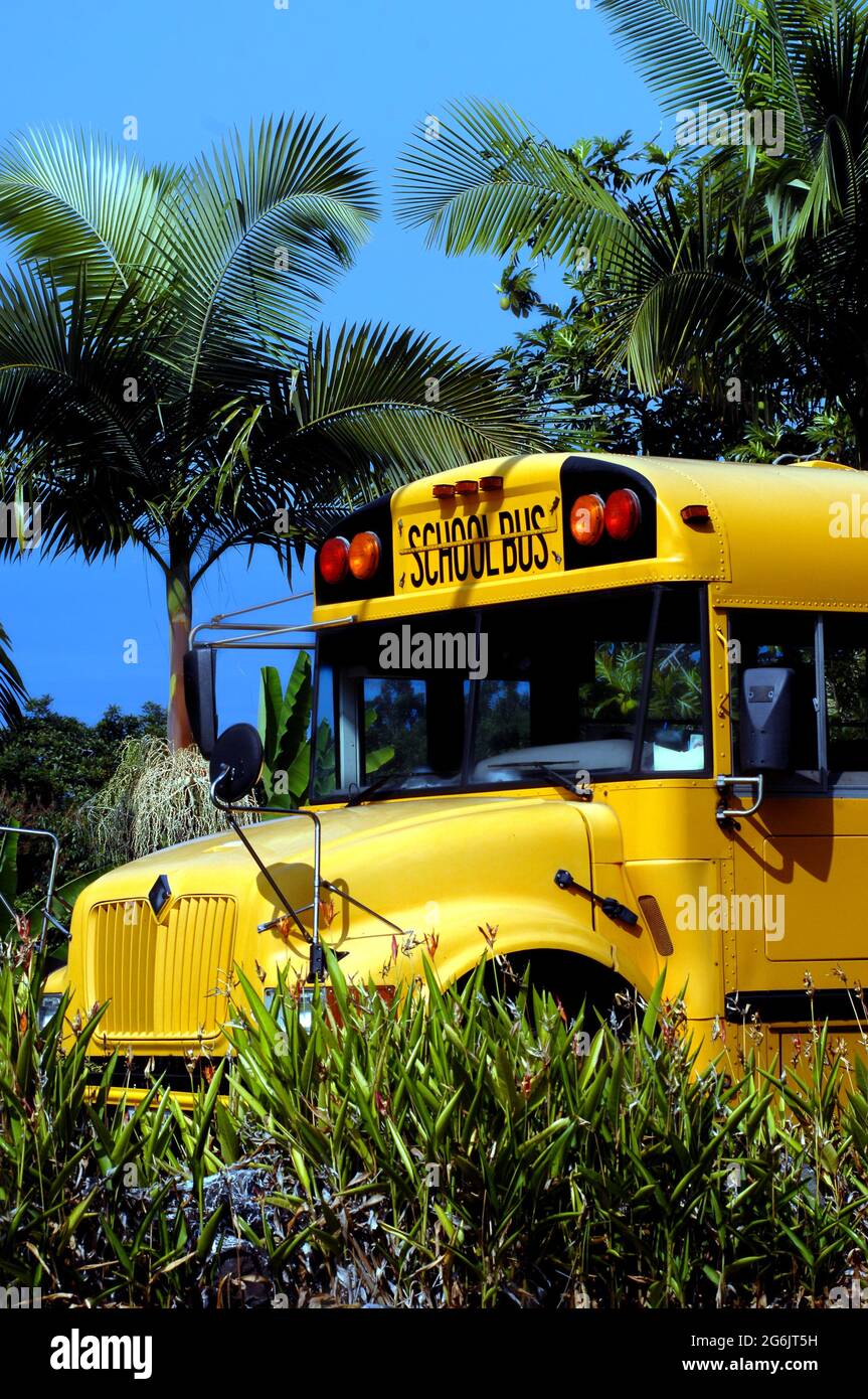 School bus is parked beneath palm trees and papaya trees. Painted the ...