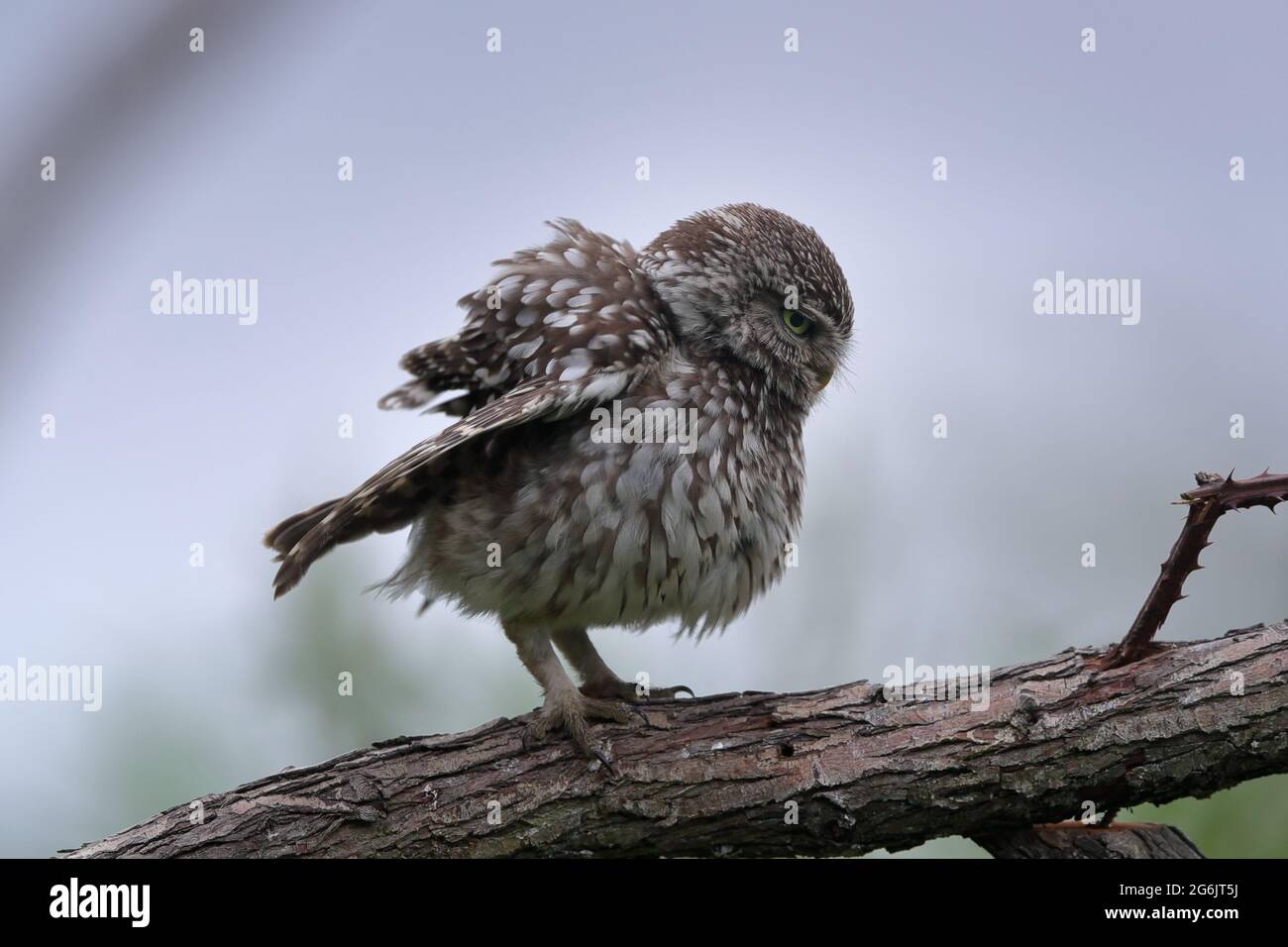 Minerva flying hi-res stock photography and images - Alamy