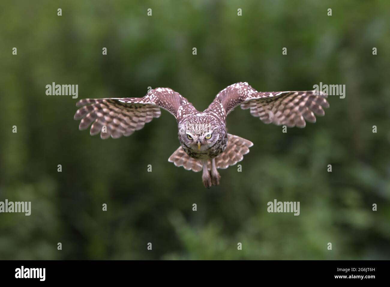 The little owl, also known as the owl of Athena or owl of Minerva, is a ...