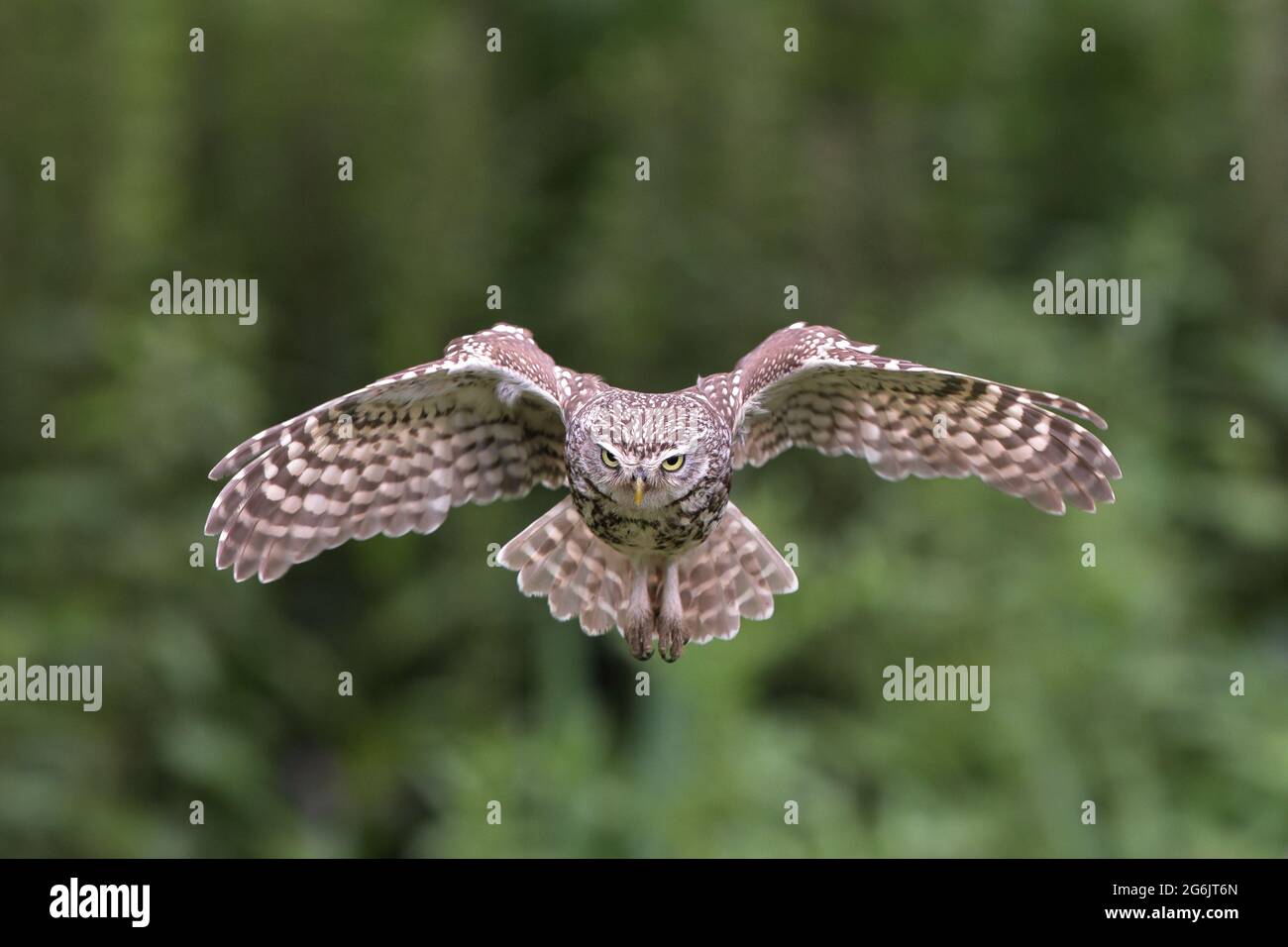 The little owl, also known as the owl of Athena or owl of Minerva, is a ...