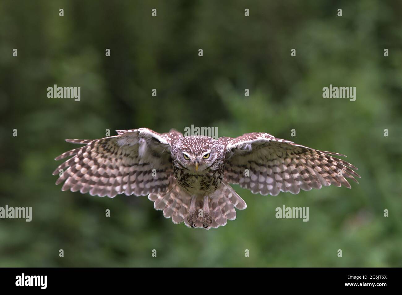 Parts of a flight feather hi-res stock photography and images - Alamy